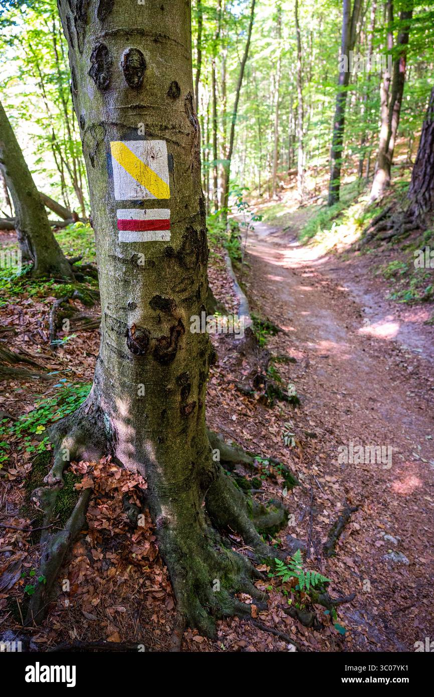 Winding Forest Path with Identified Trail Markers in Poland Stock Photo ...