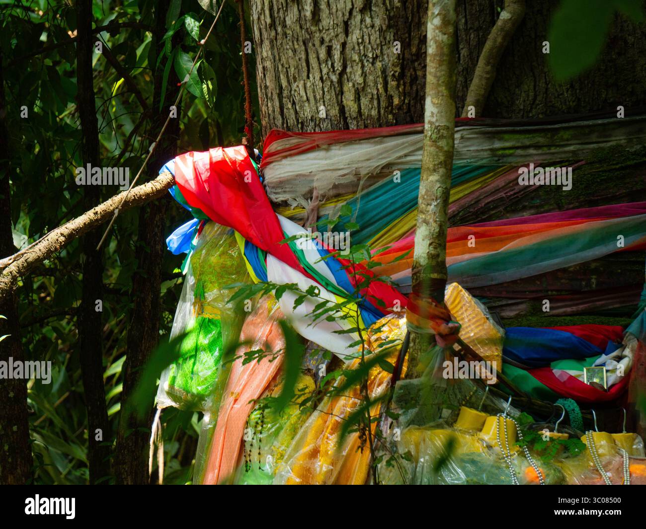 Colorful cloth wrapped around a big tree in the forest. Seven-colored ...