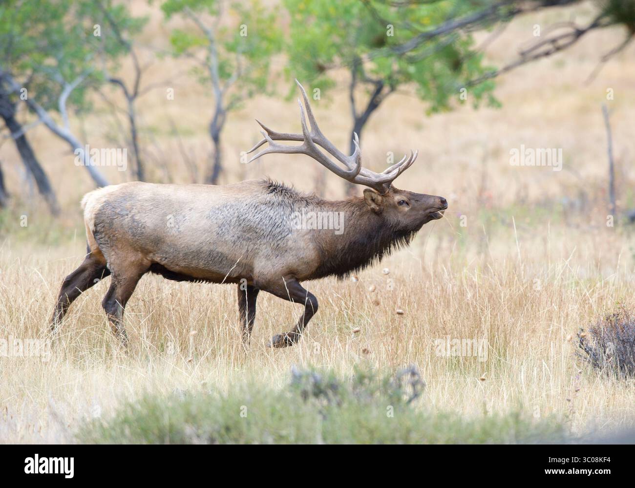 Oct 10, 2018: A bull elk during their annual mating season inside of ...