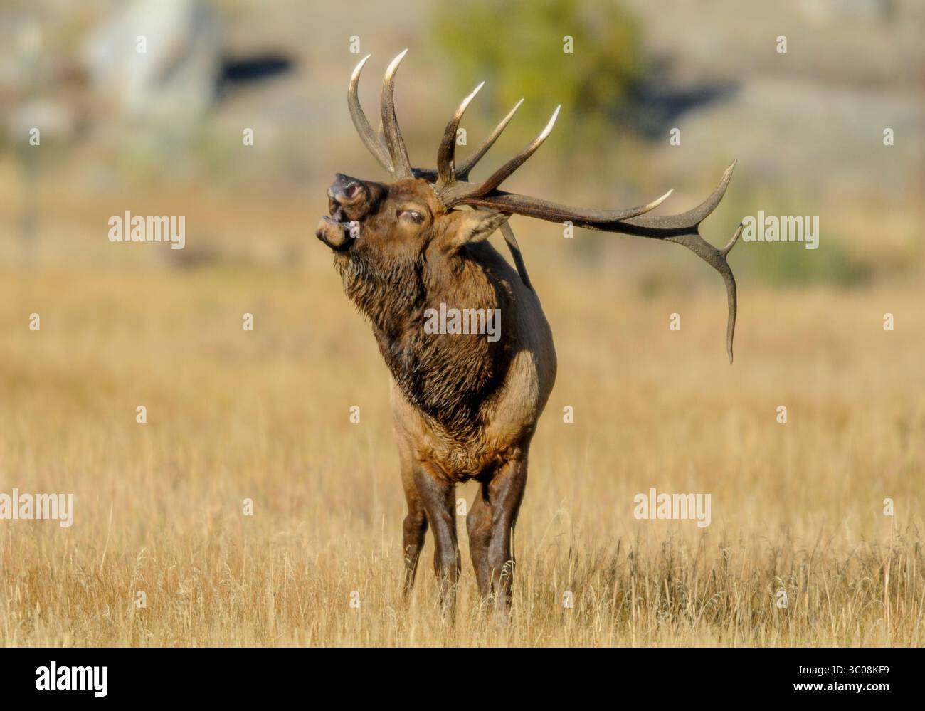 Oct 10, 2018: A bull elk during their annual mating season bugles ...