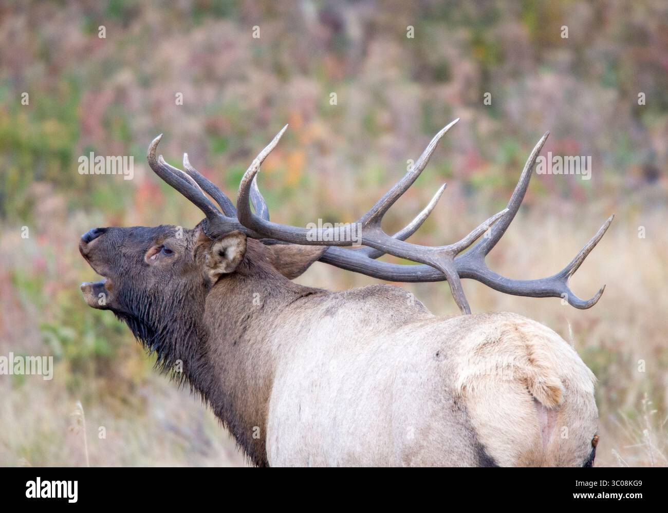 Oct 10, 2018: A bull elk during their annual mating season bugles ...