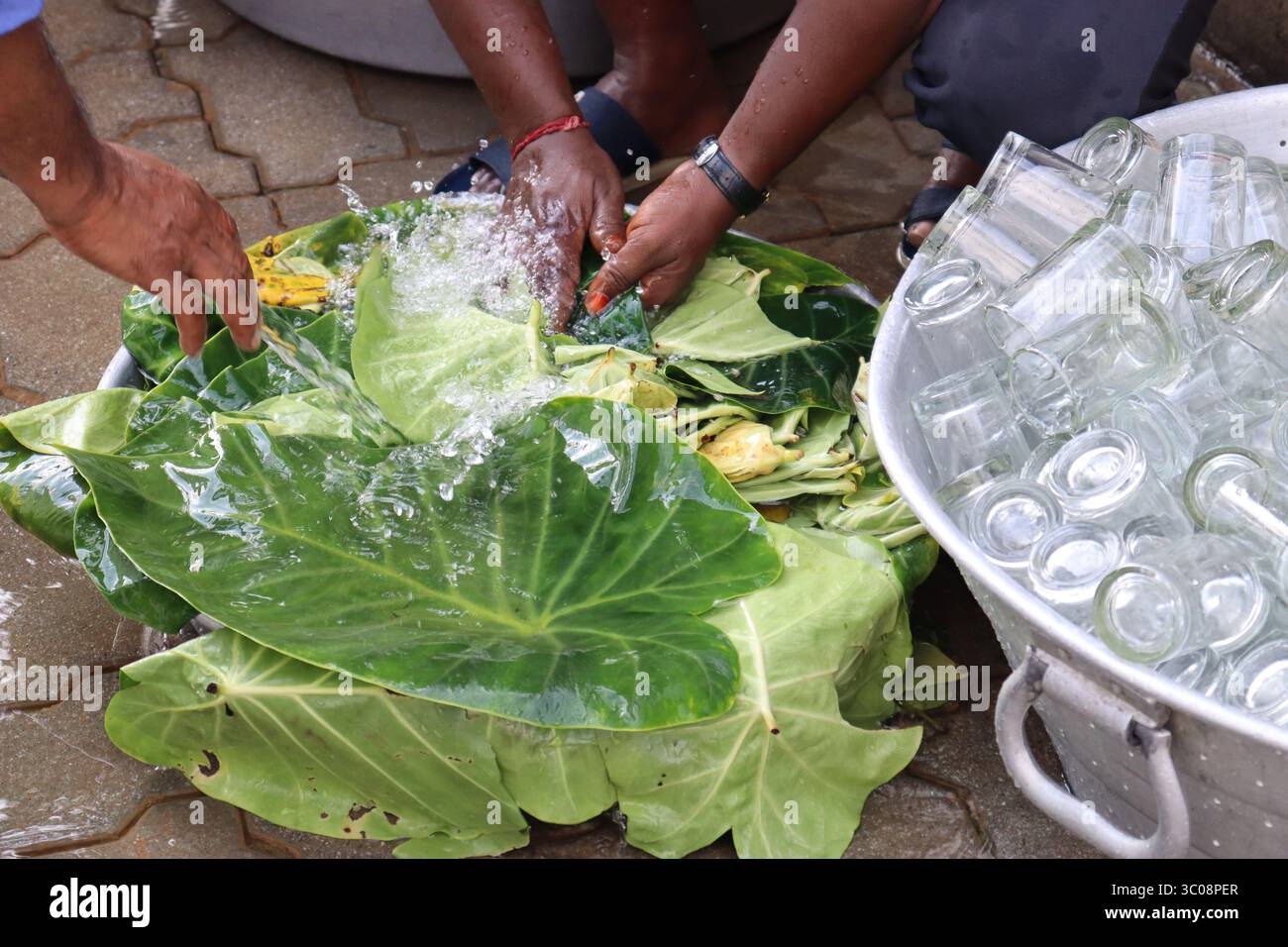 Cleaning of colocasia leaves during food preparation, a South Indian ...