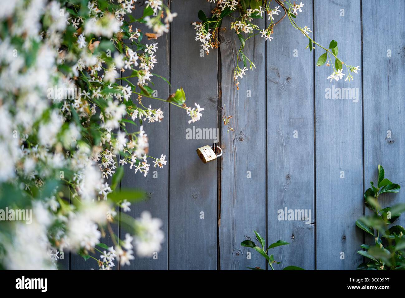 Blooming jasmine climbing around wood gate with metal lock in rustic ...