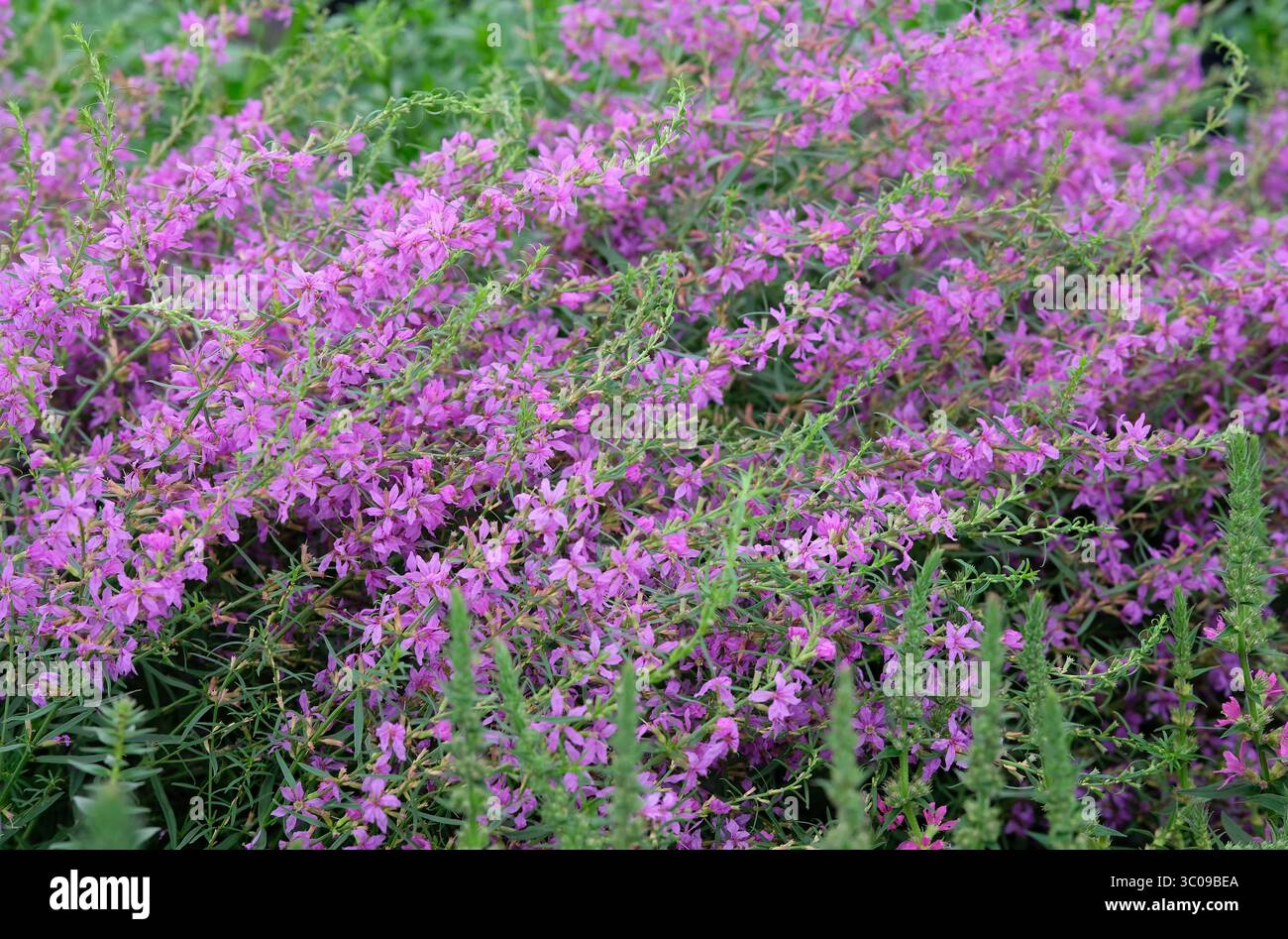 Lythrum salicaria swirl hi-res stock photography and images - Alamy