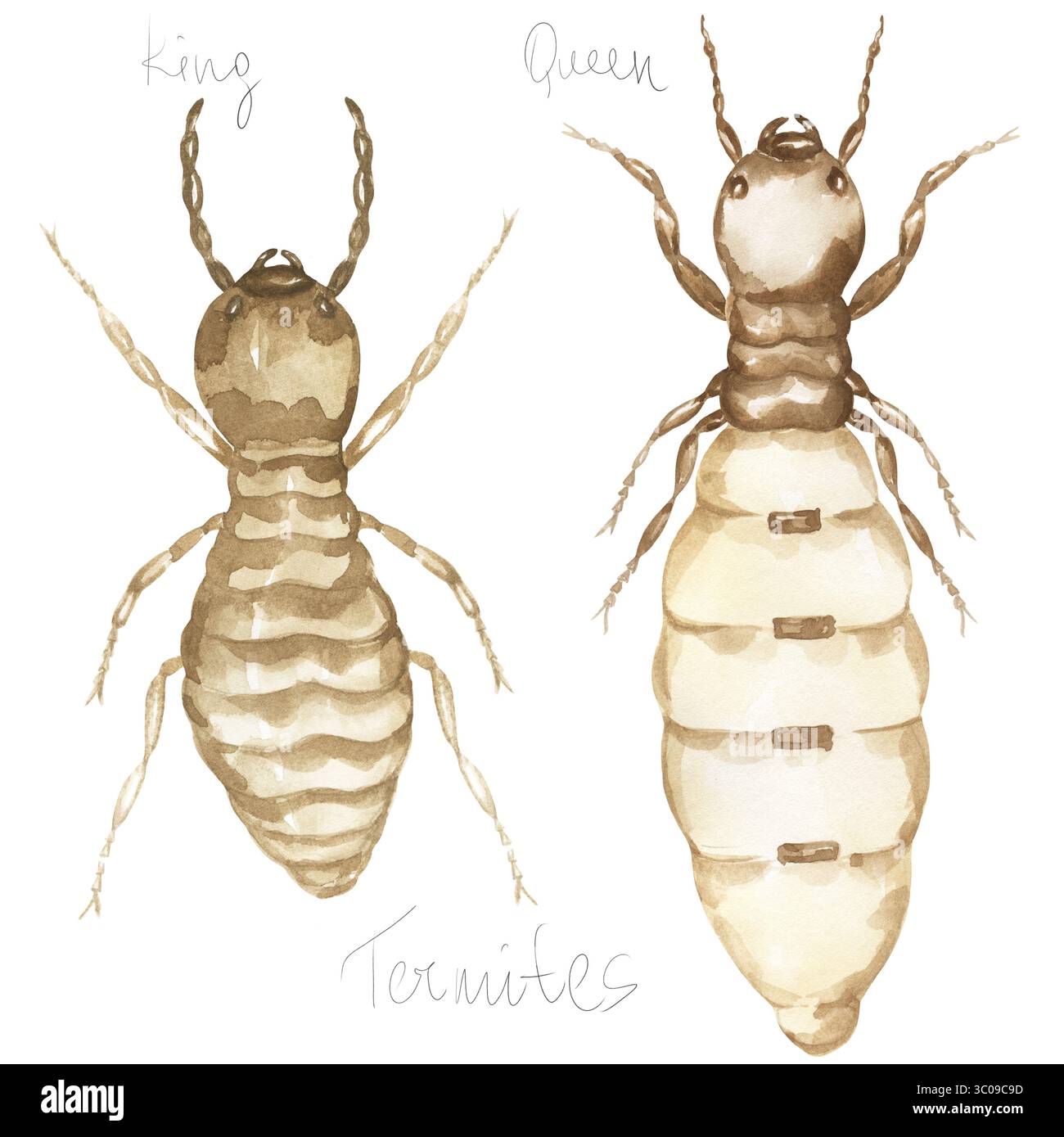 Watercolor illustration set of termites King anfd Queen, insects ...