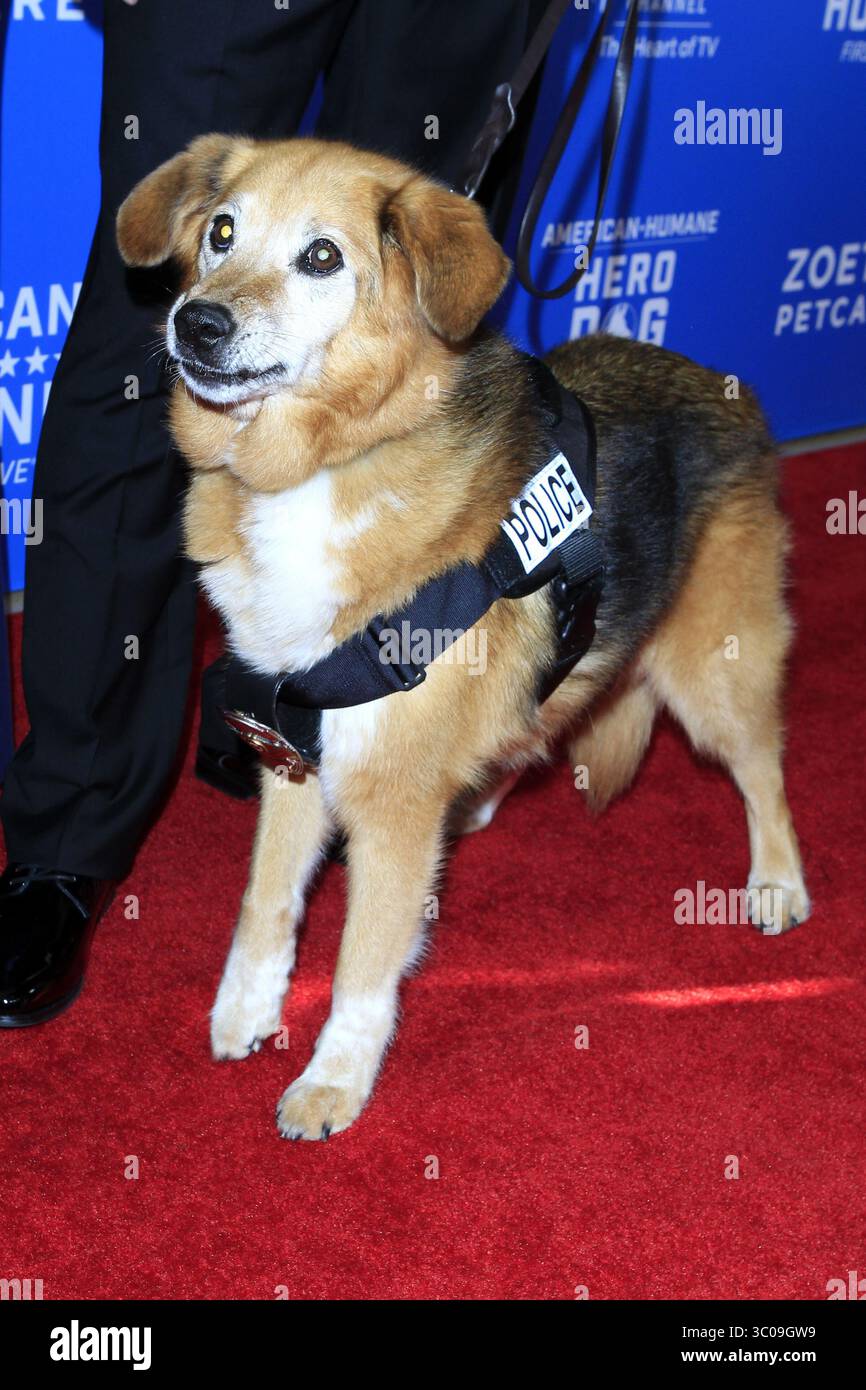 September 29, 2018 - Beverly Hills, CA, USA - LOS ANGELES - SEP 29: K-9 ...