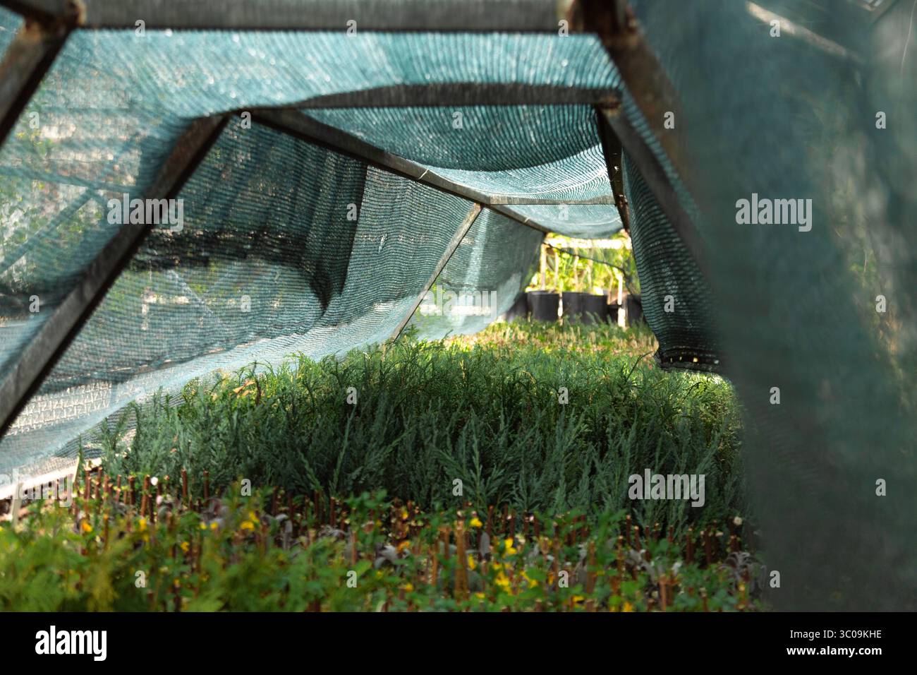 Tiny seedlings growing under garden mesh in a greenhouse setting Stock ...