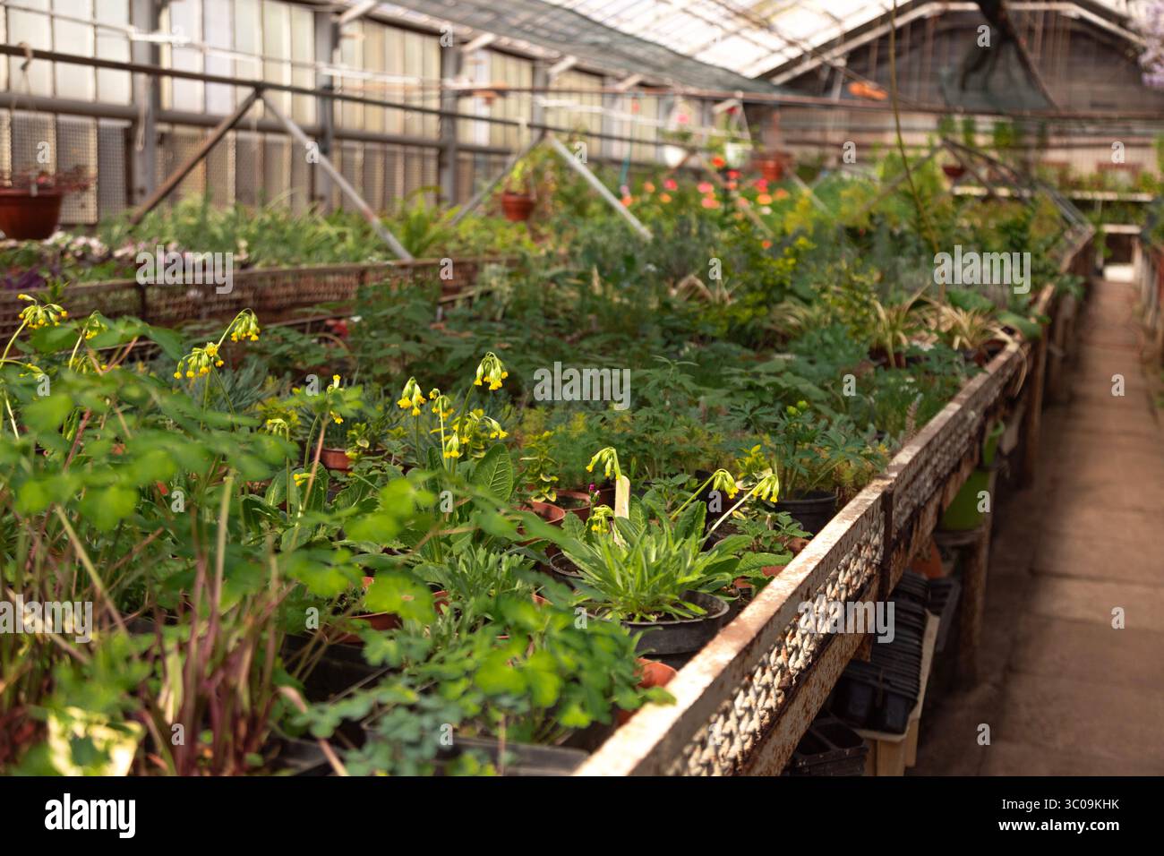 Healthy plants growing in pots, aligned in a calm greenhouse setting ...