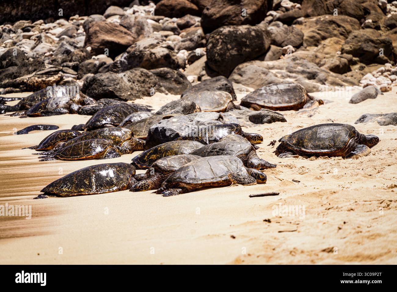Sunbathing green turtles on the beach Stock Photo - Alamy