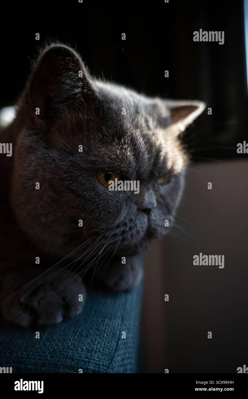 Cat lighting hi-res stock photography and images - Alamy