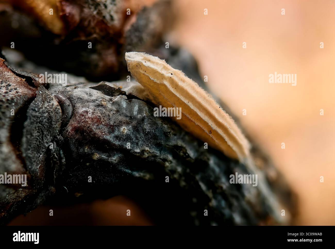 Appearance of insects hi-res stock photography and images - Alamy