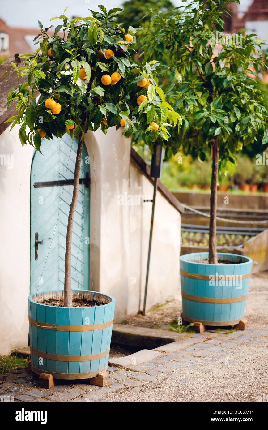 Lemon Trees in Blue Barrels by Rustic Wall Stock Photo - Alamy