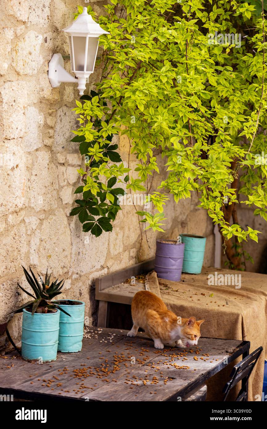 Ginger cat eating on a patio table with potted plants Stock Photo - Alamy