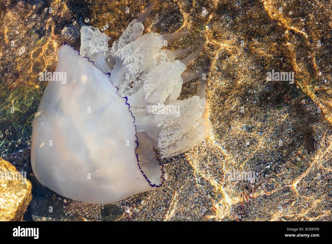 a sea medusa jellyfish with a purple strip in the sea and sea sands ...