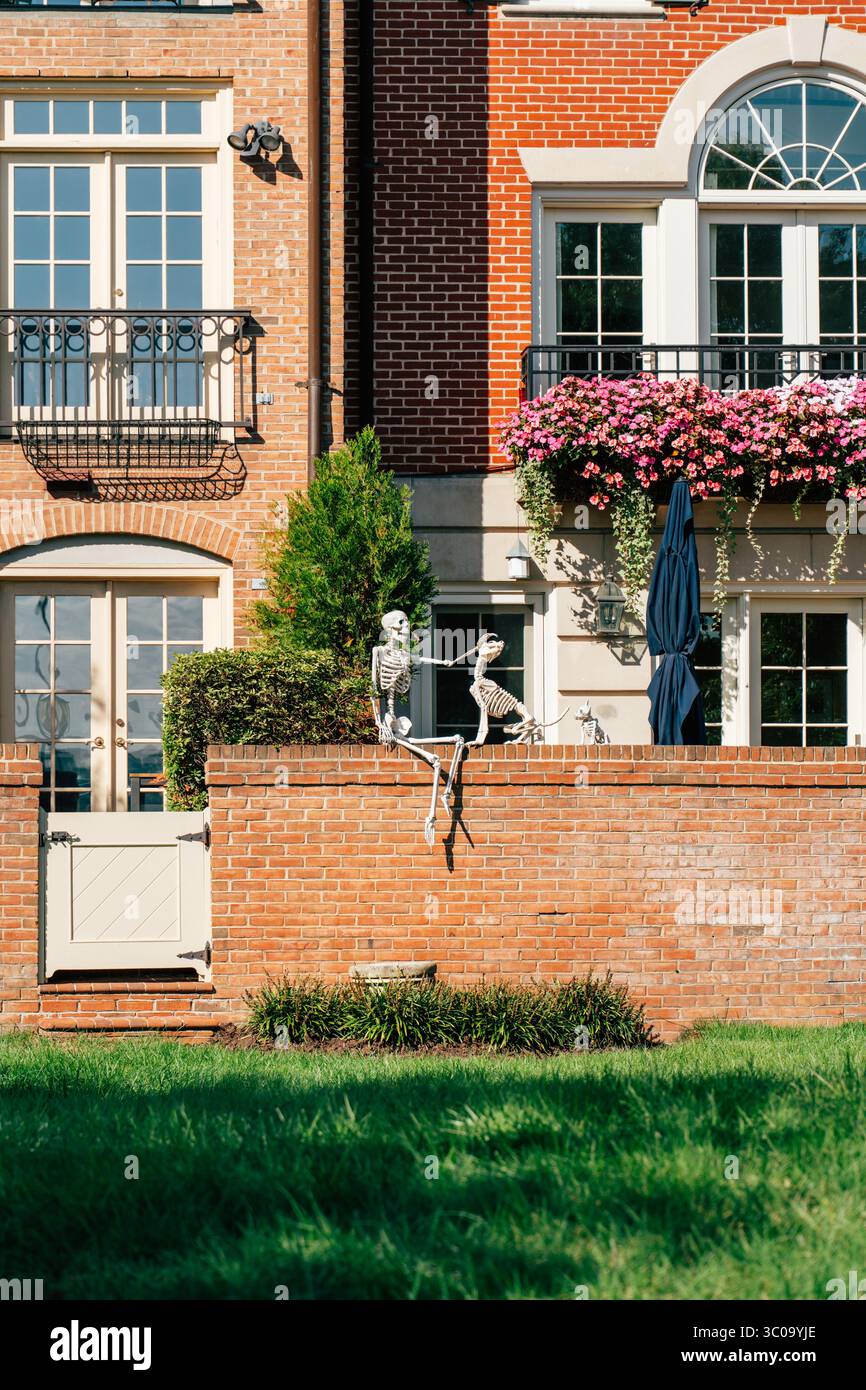 In Alexandria, Virginia, a brick wall displays two skeleton decorations ...