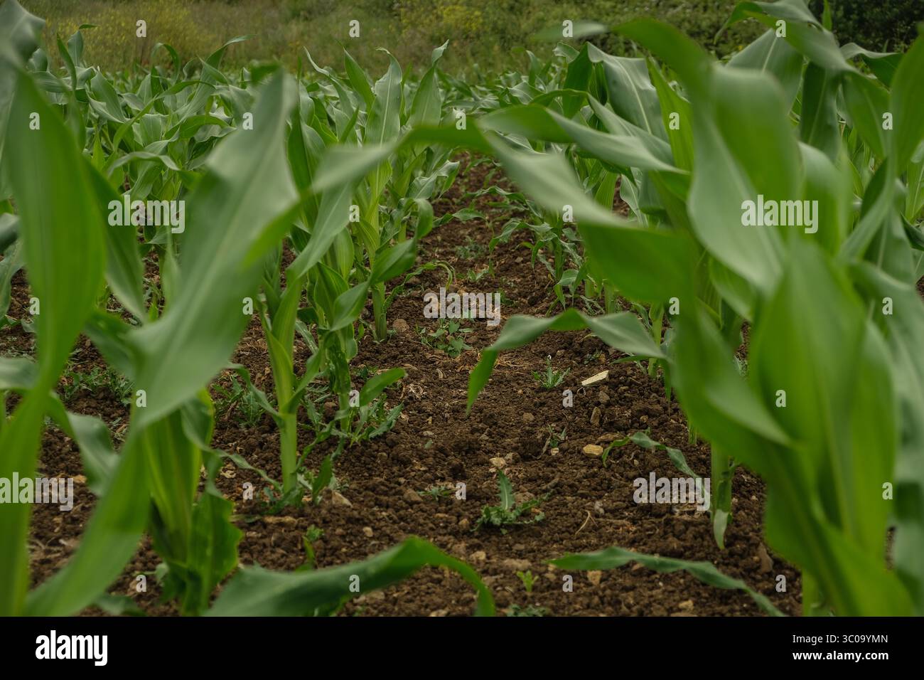 Young Cornfield Rows Growing in Fertile Soil Stock Photo - Alamy