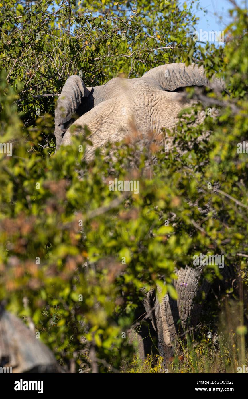 tracking Elephants through thick bush requires experience and bushcraft ...