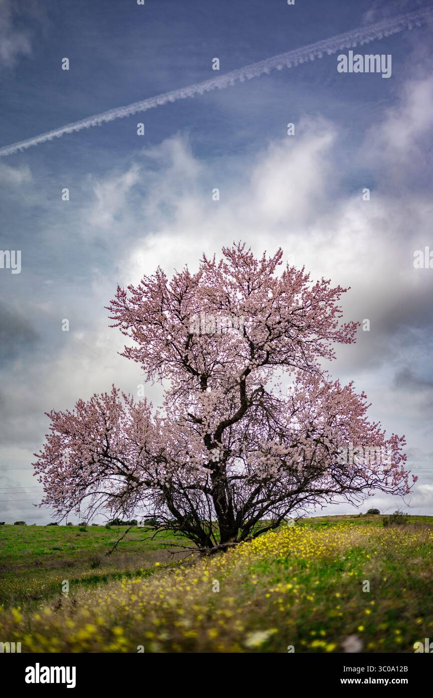 Bloom resilience hi-res stock photography and images - Alamy