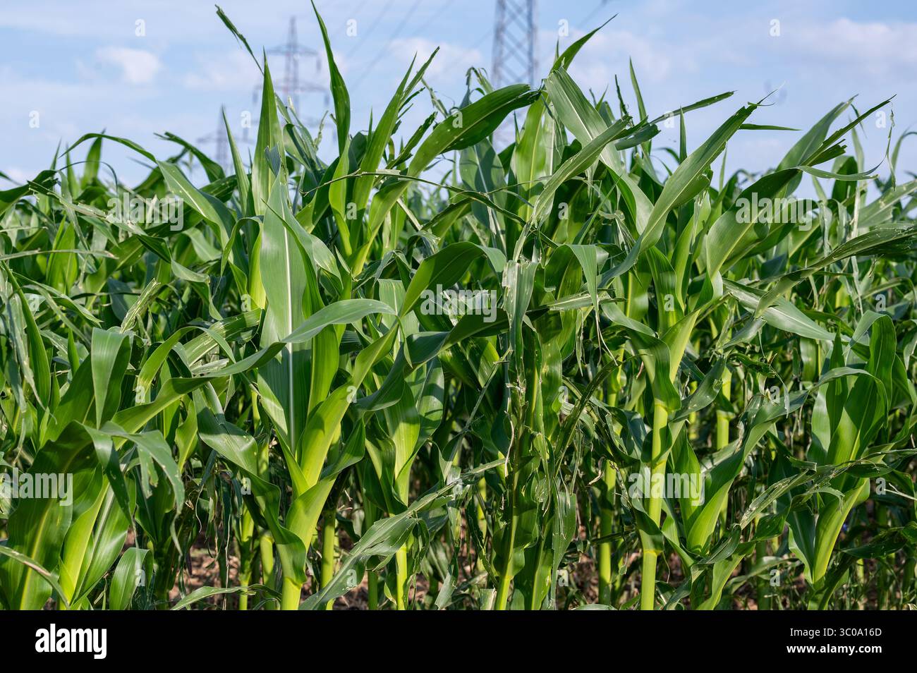 Green tall corn plants hi-res stock photography and images - Alamy