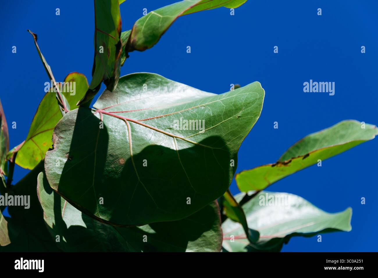 Details of green plant leaves. Flora. Environment Stock Photo - Alamy