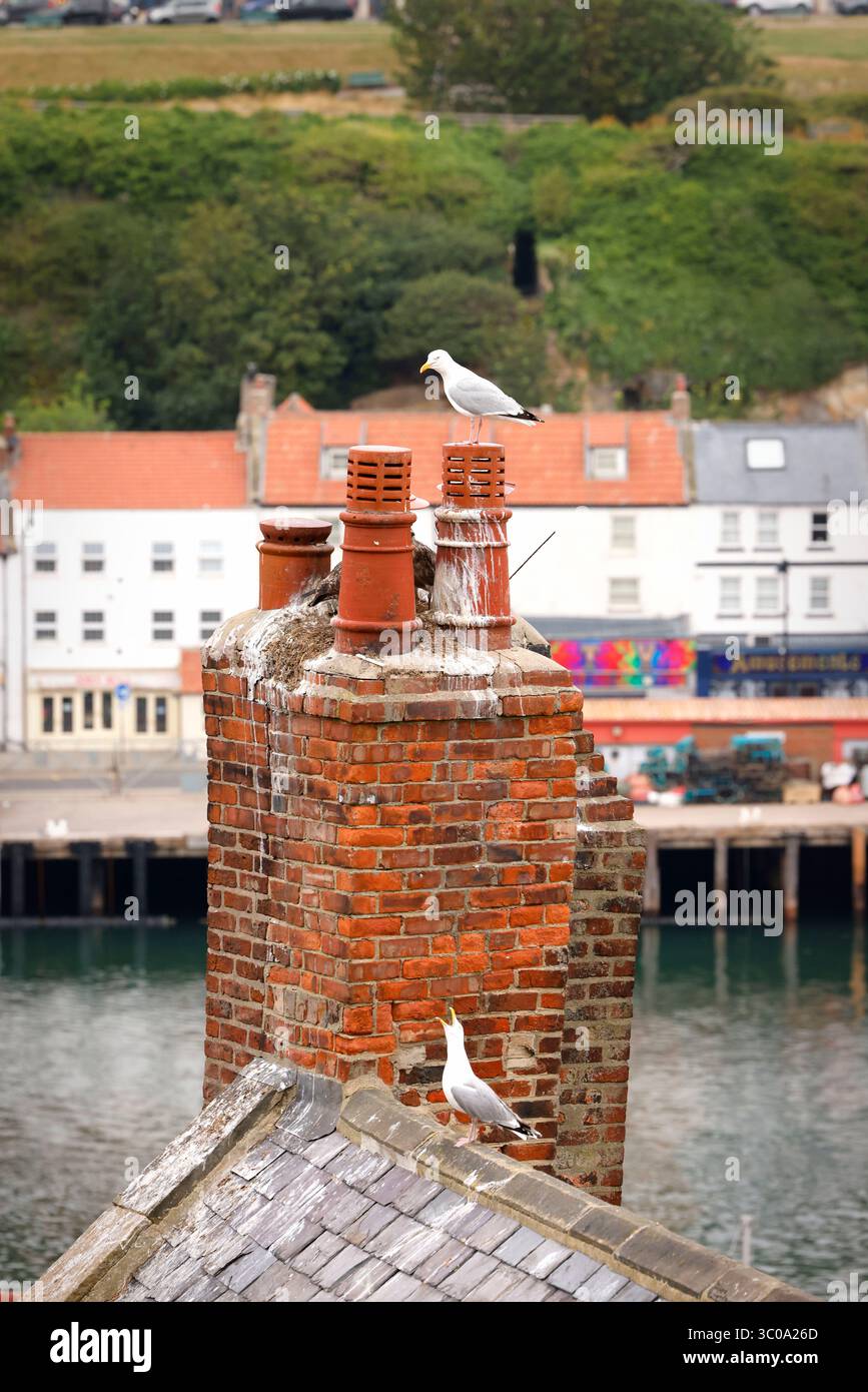 Whitby, North Yorkshire, England. - 12 July 2025 Picture by Andrew ...