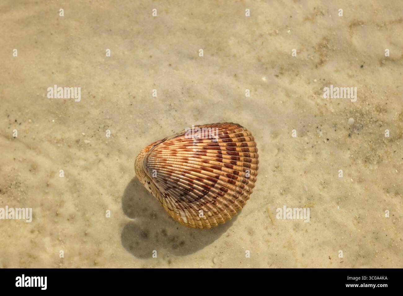 Above cockle shell in sand Anna Maria Island Stock Photo - Alamy