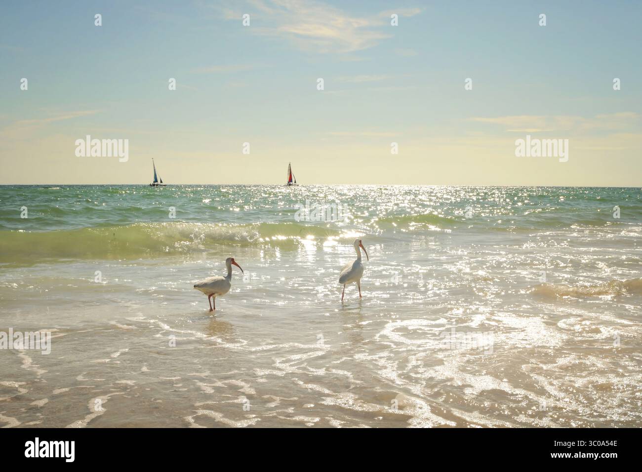 Sailboats on beach florida hi-res stock photography and images - Alamy