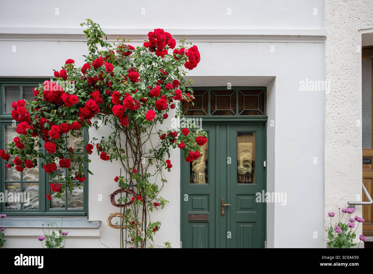 Red climbing roses blooming on white house facade with green door and ...