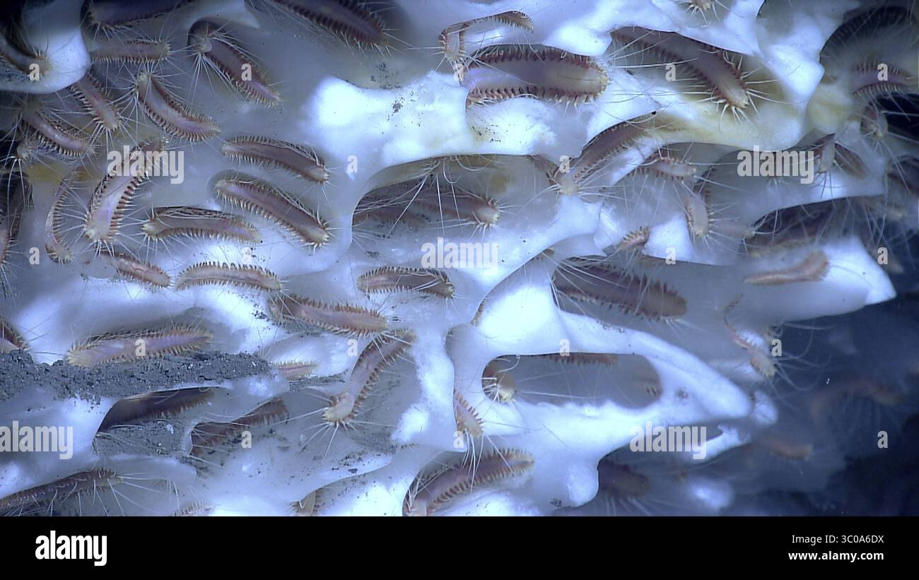 Deep sea bacteria hi-res stock photography and images - Alamy