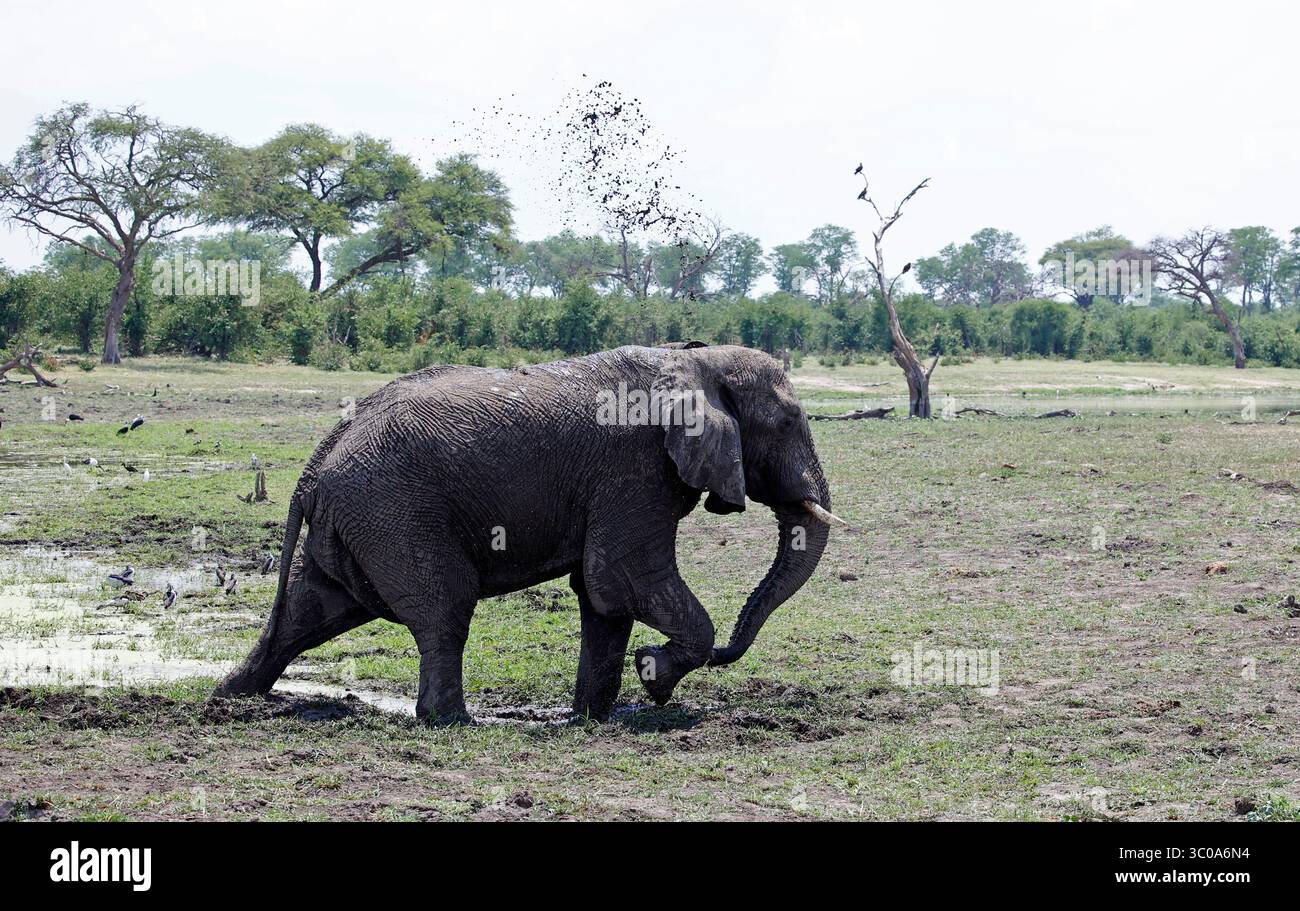 Elephants cooling down in the Okavango delta Stock Photo - Alamy