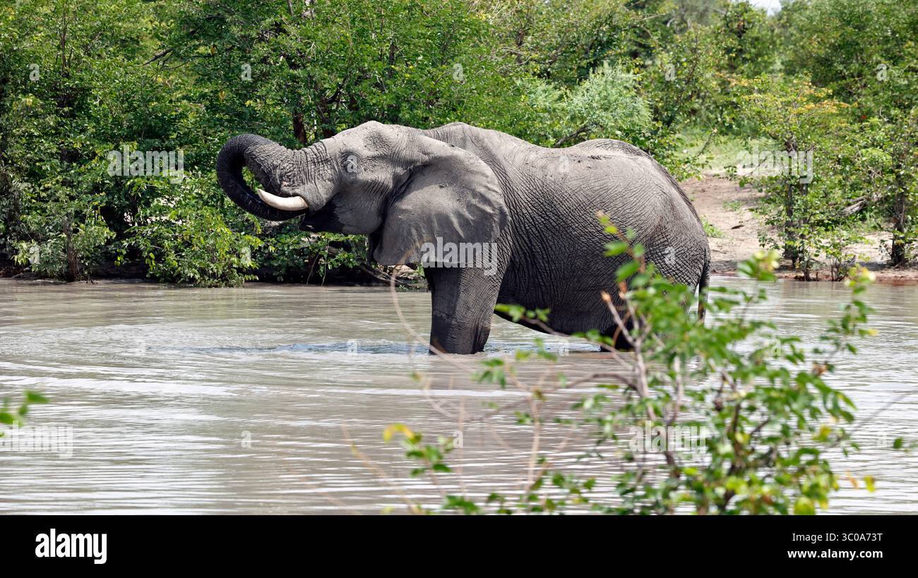 Elephants cooling down in the Okavango delta Stock Photo - Alamy