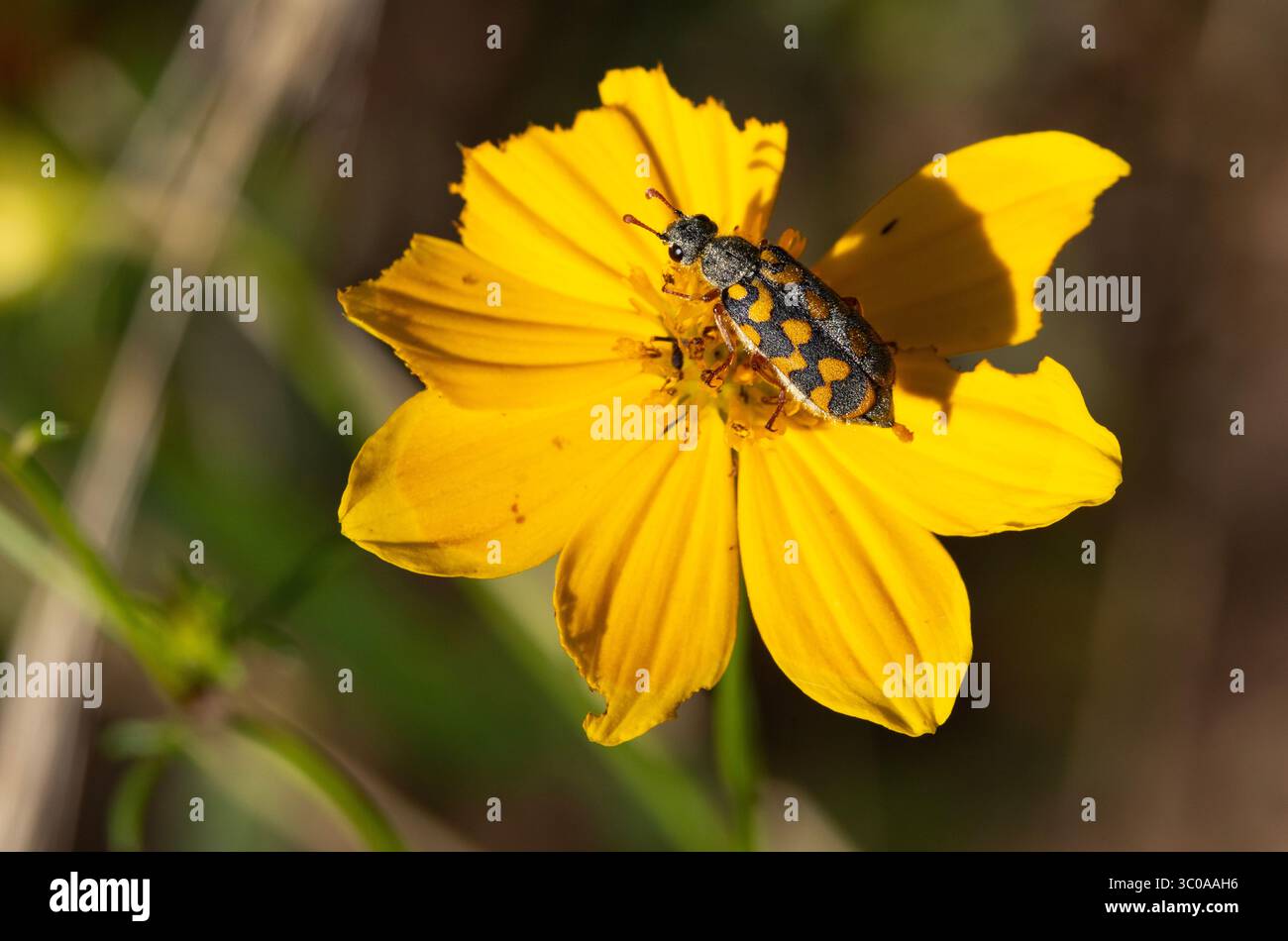 A medium sized member of the family, the Felt Blister Beetle is covered ...