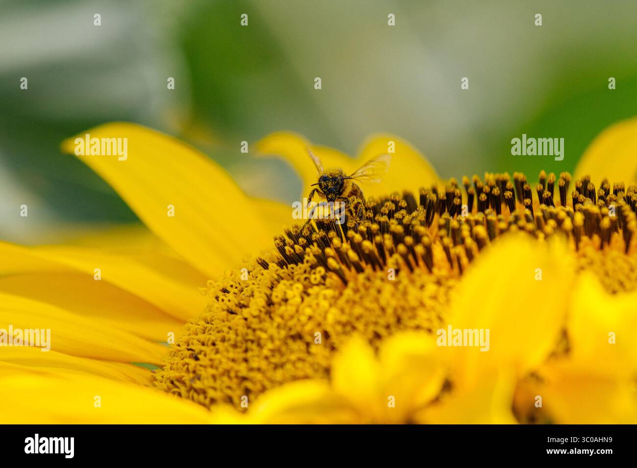 Close-up of a bee collecting nectar from a sunflower blossom. Concept ...