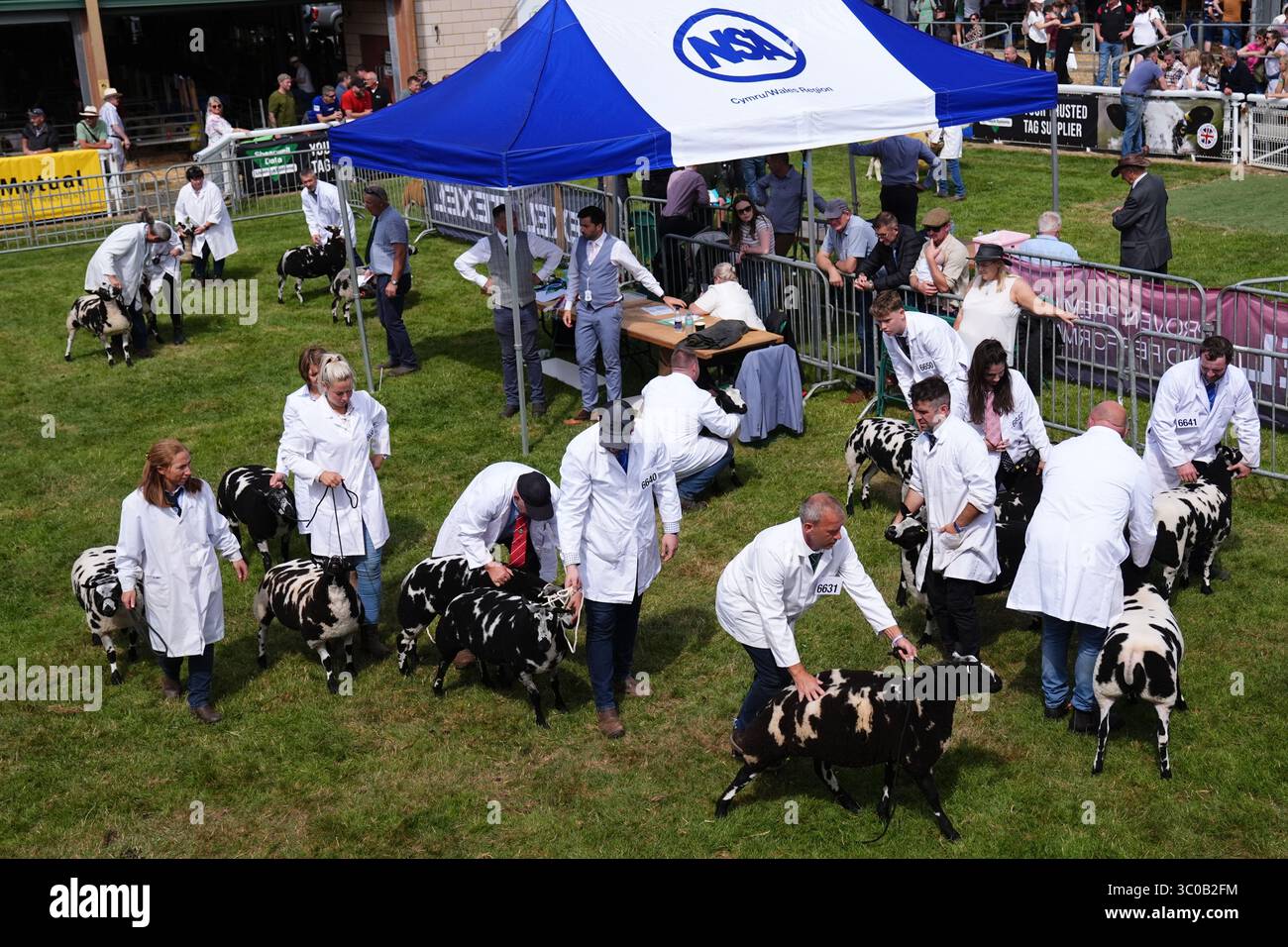 Dutch spotted sheep are shown during the Royal Welsh Show at the Royal ...