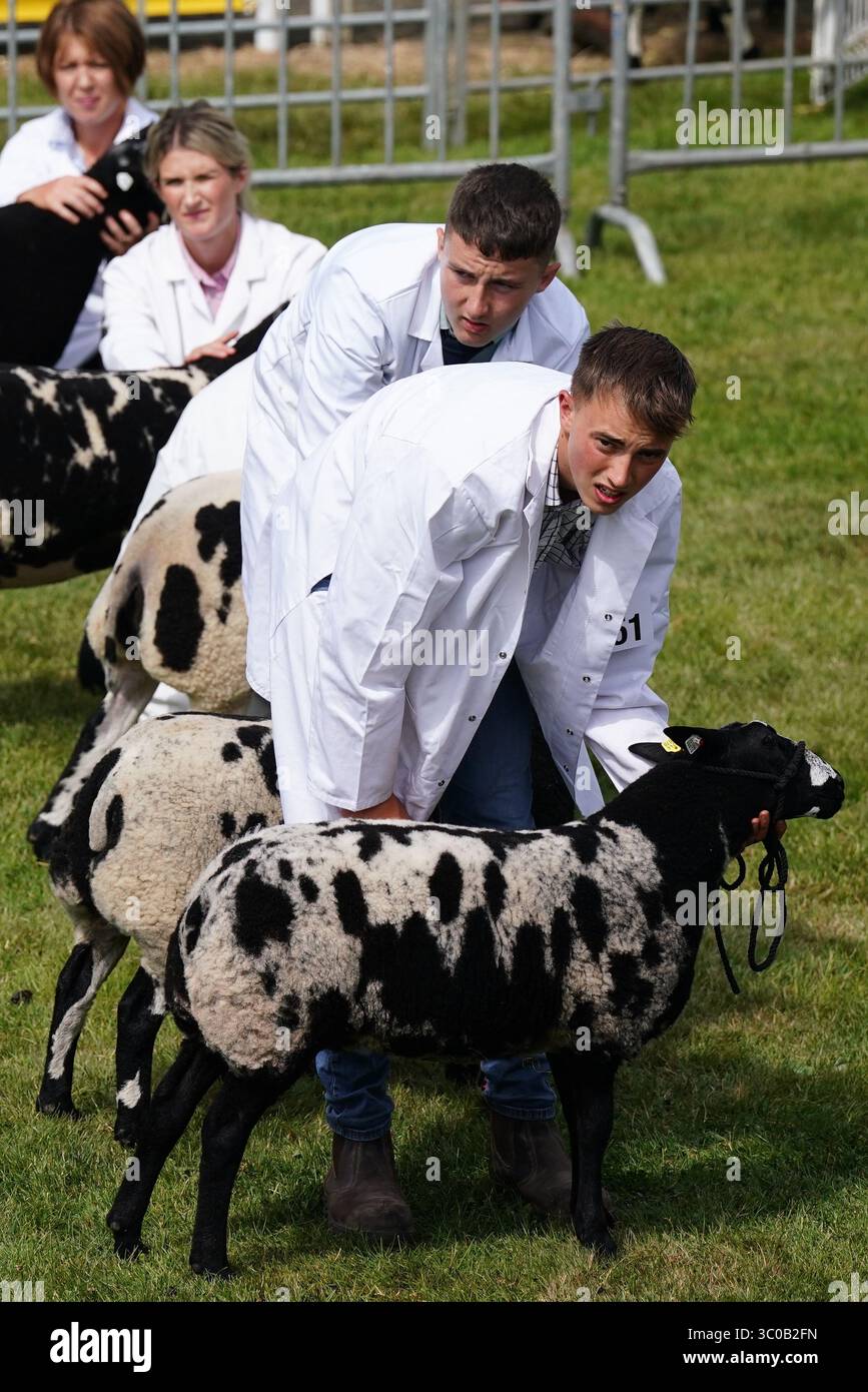 Dutch spotted sheep are shown during the Royal Welsh Show at the Royal ...