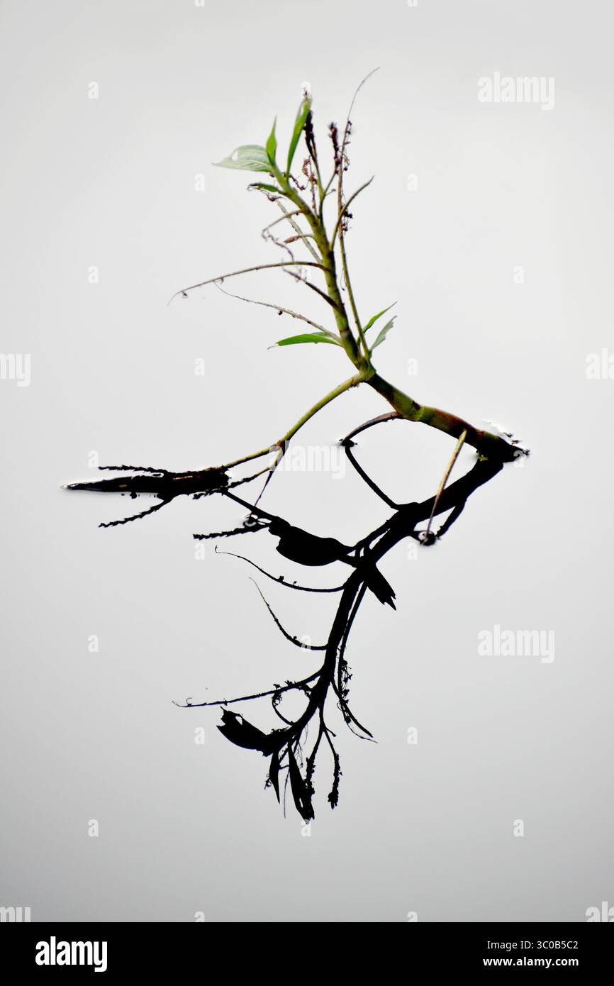 Indian water plant hi-res stock photography and images - Alamy
