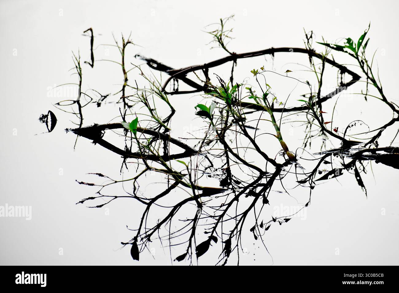 plant twig branch water reflection Stock Photo - Alamy