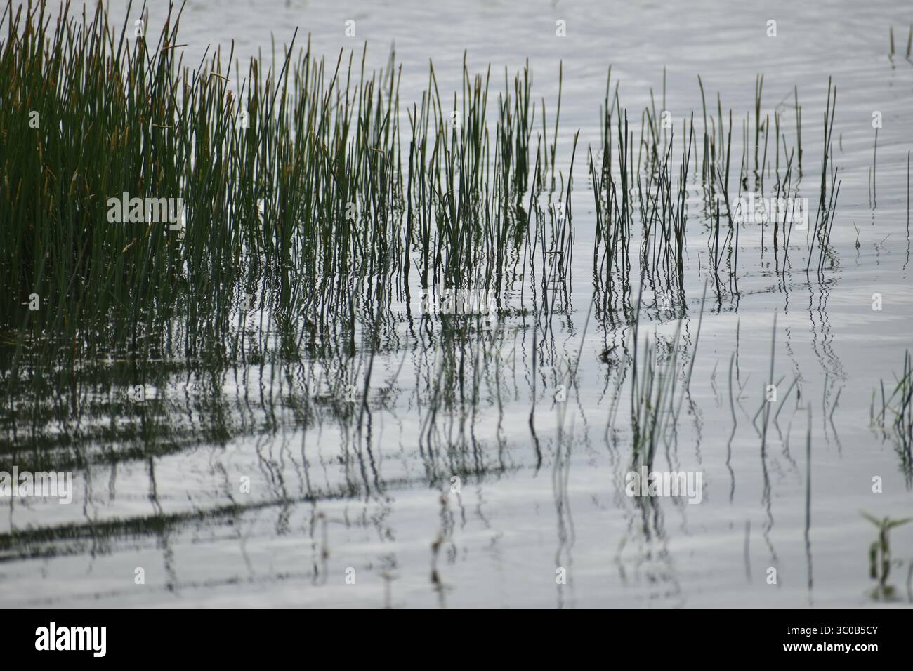 Tall green reeds hi-res stock photography and images - Alamy