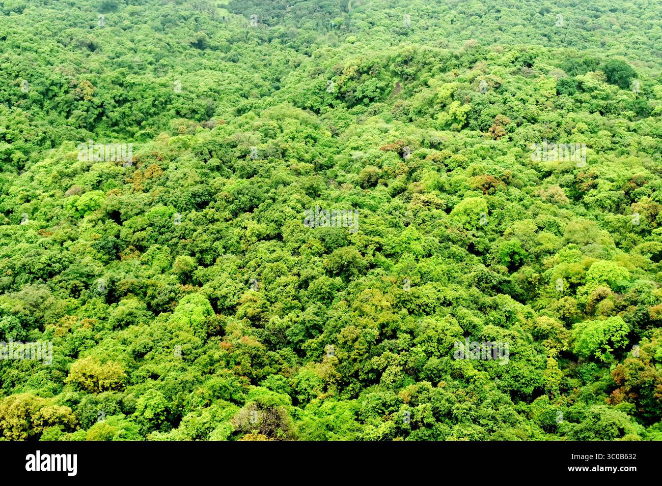 forest aerial of western ghats sahyadri mountain karnala bird sanctuary ...
