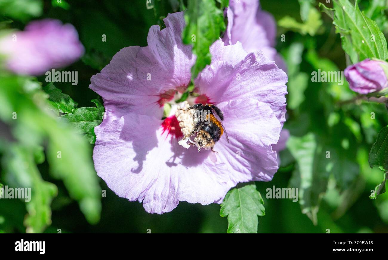 A white-tailed bumblebee ( Bombus lucorum ) covered in pollen collected ...