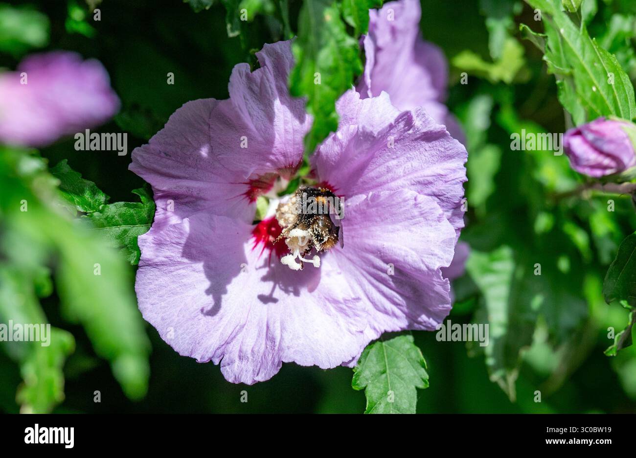 A white-tailed bumblebee ( Bombus lucorum ) covered in pollen collected ...
