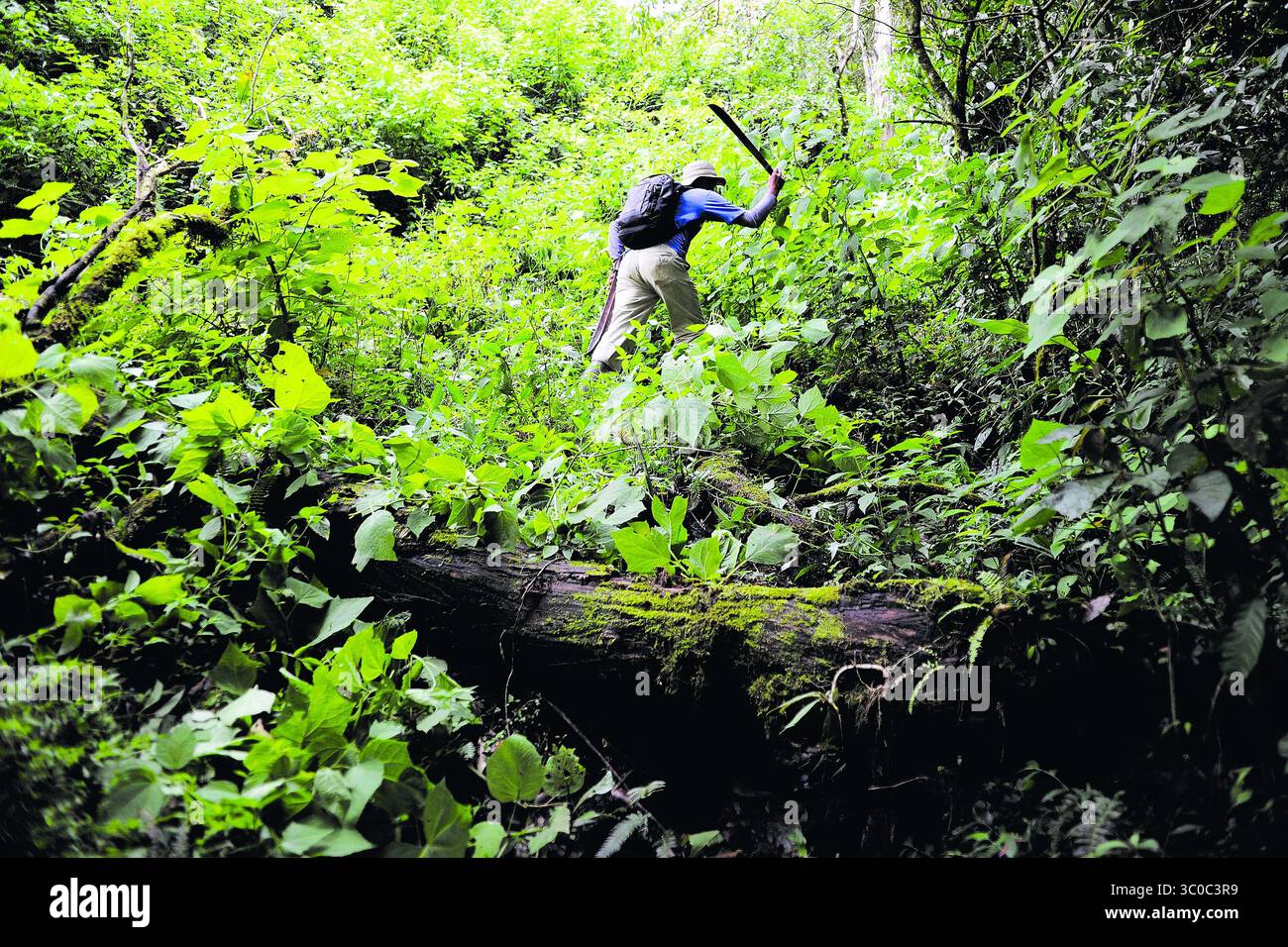 Sitio pedro costa hi-res stock photography and images - Alamy