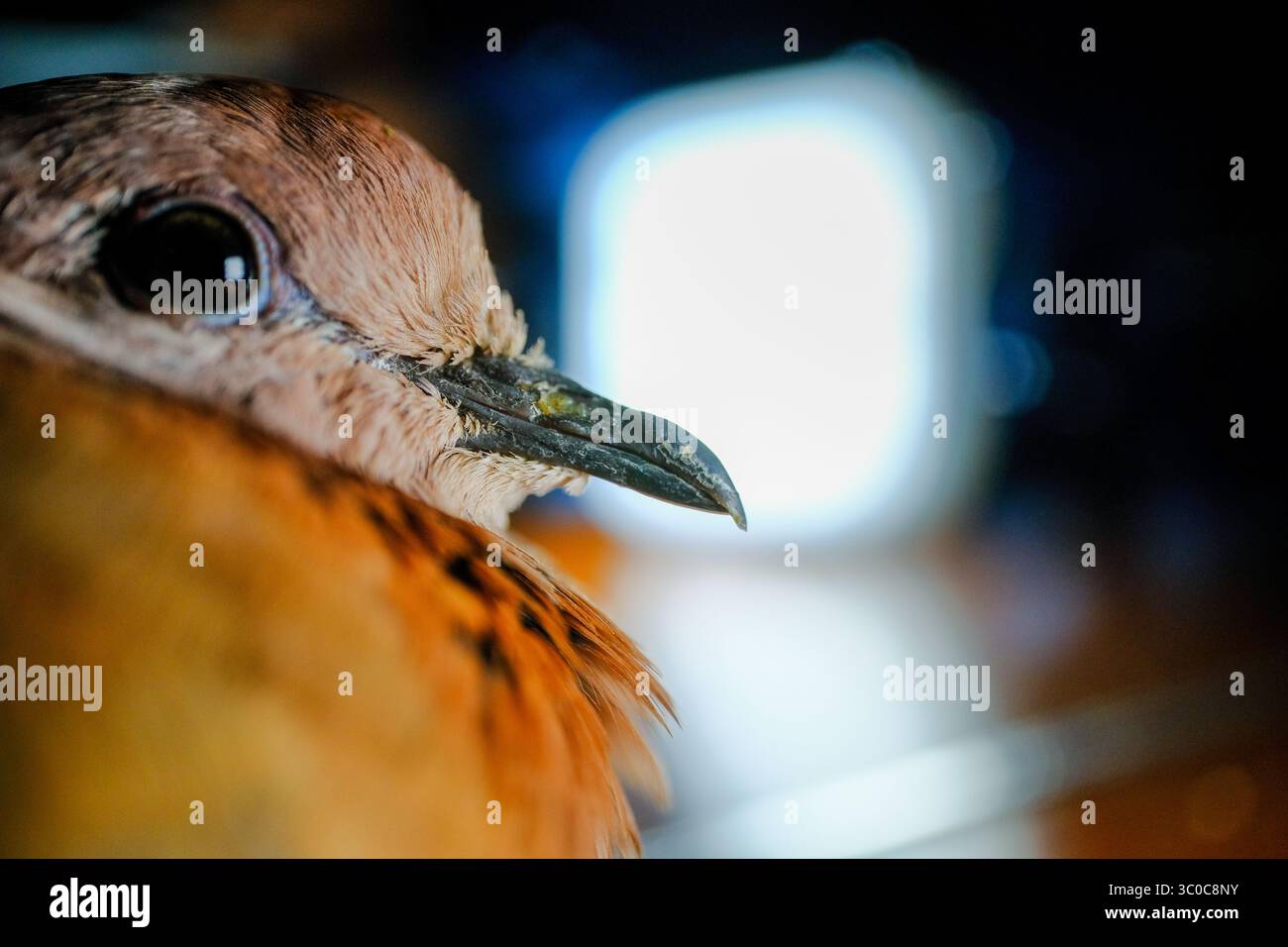 Birds eye view shot on hi-res stock photography and images - Alamy
