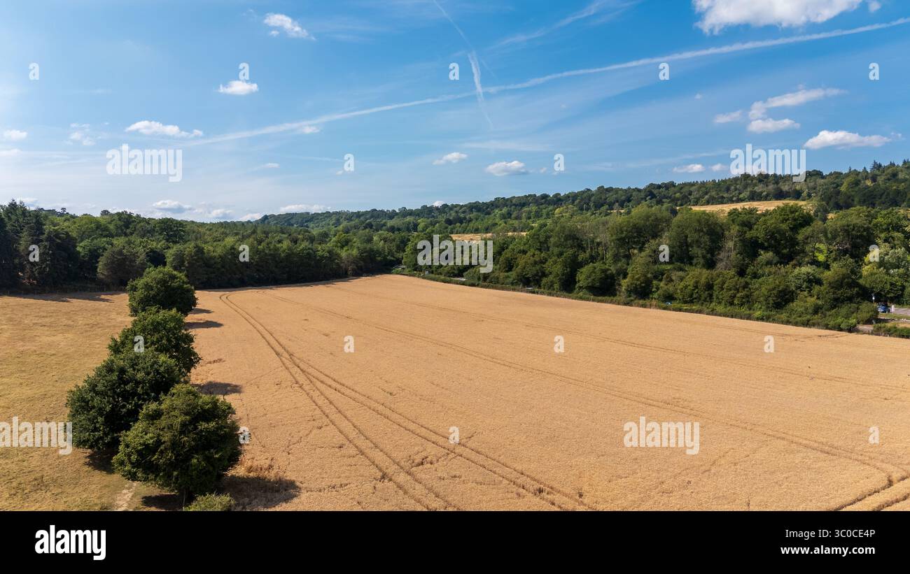 Aerial view of golden wheat fields stretching towards the verdant ...