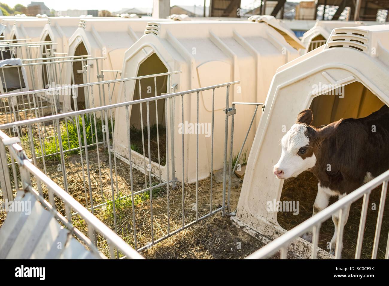 Young calf in a clean plastic hutch on a dairy farm, representing ...