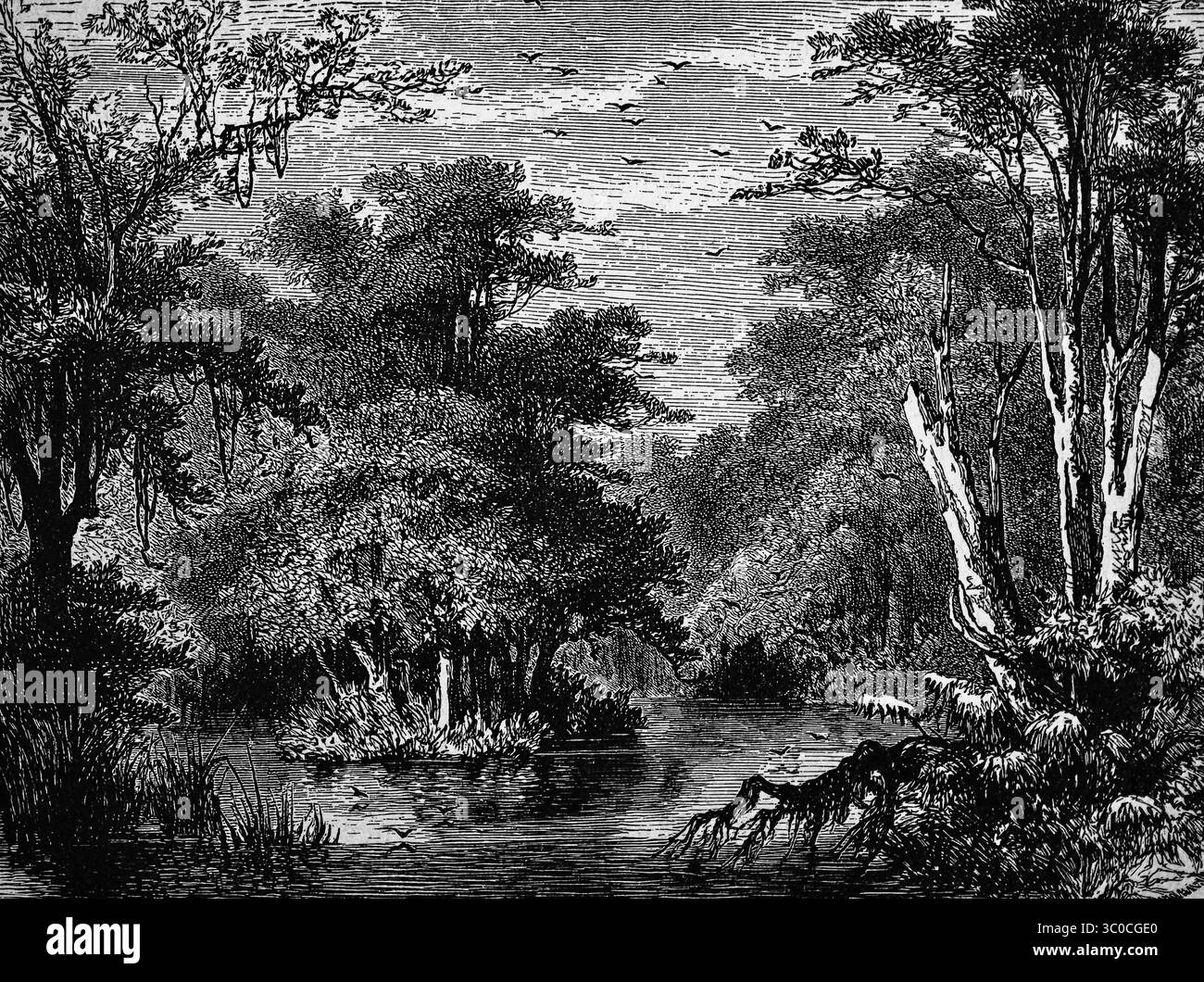 Lush vegetation along Australian´s longest river, the Murray River ...