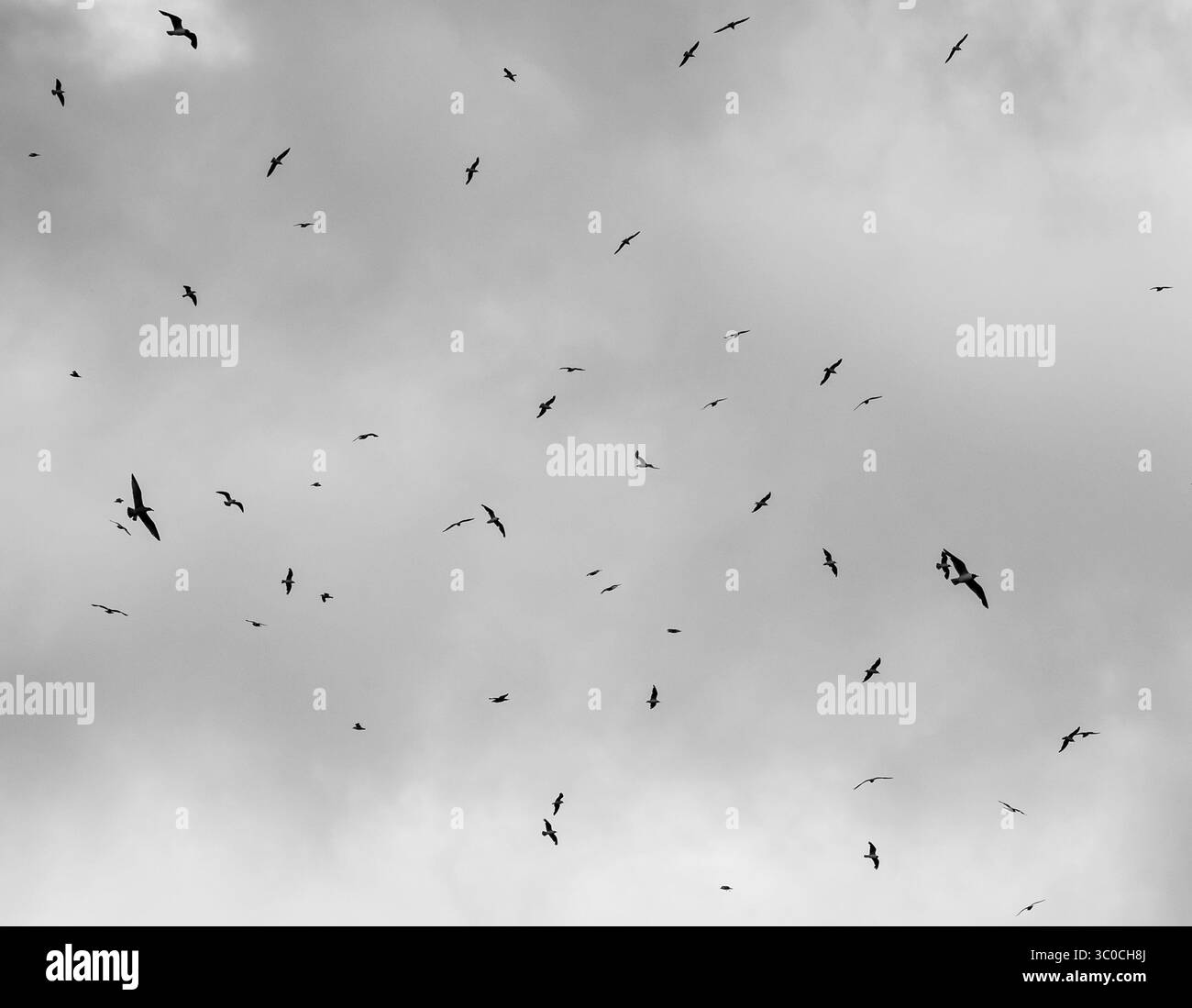 Bird black headed gull Black and White Stock Photos & Images - Alamy