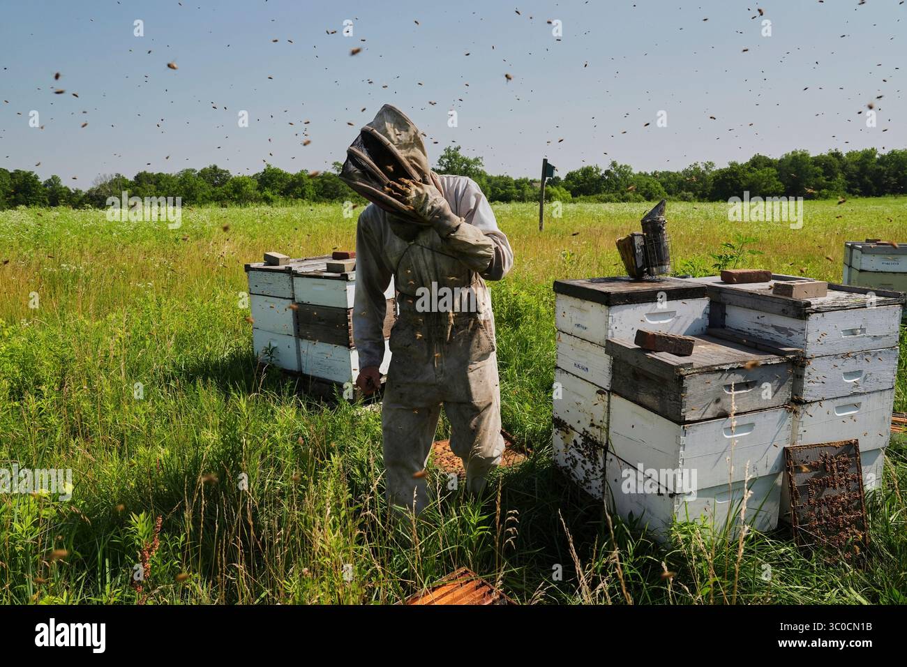 Isaac Barnes works with his honeybee hives Tuesday, June 24, 2025, in ...