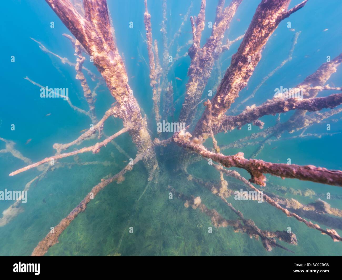 Underwater landscape with branches of a sunken tree in clear ...