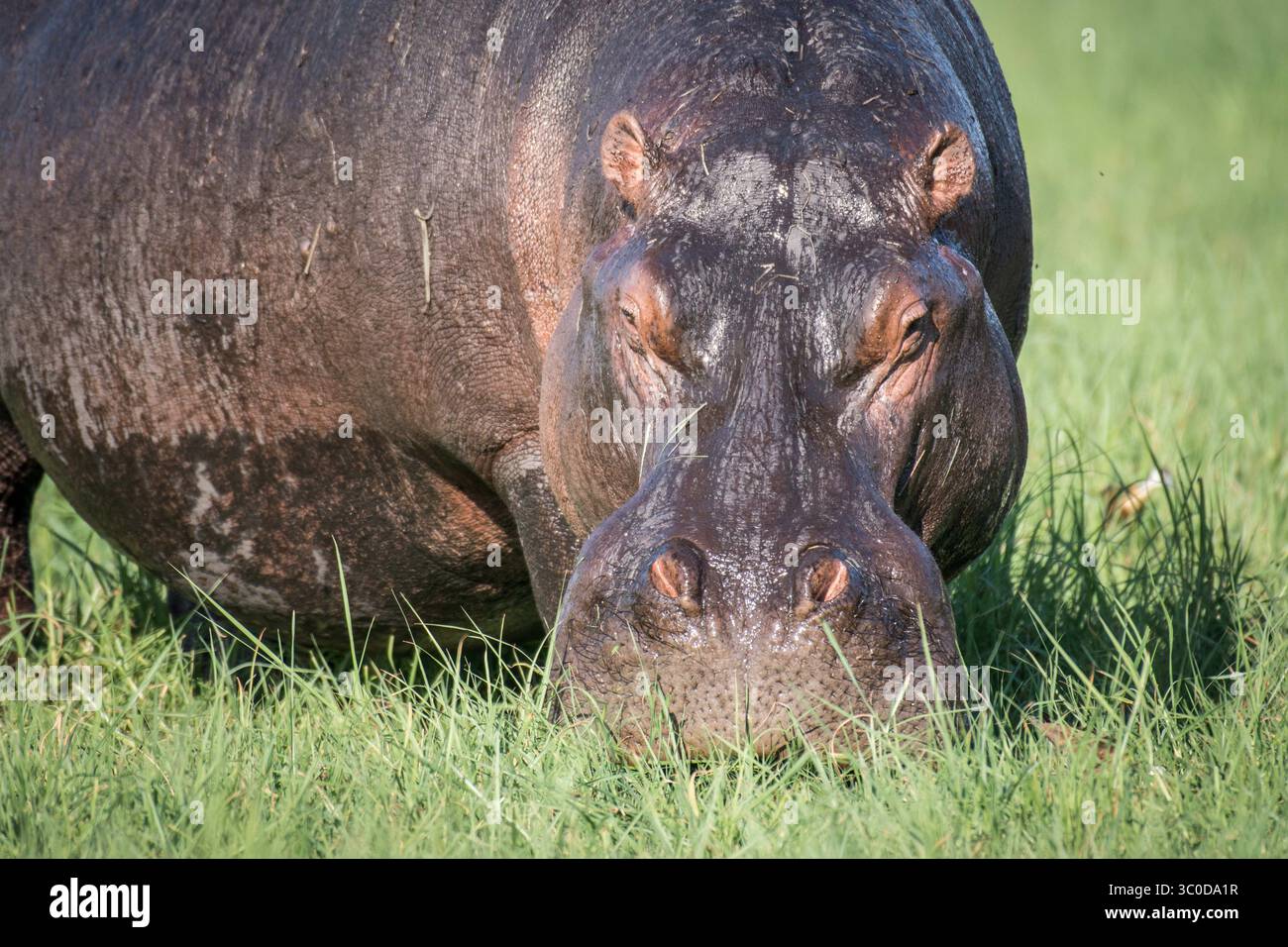 January 7, 2018 - Kasane, Botswana - A large hippopotamus grazes on ...